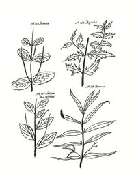Jane Colden - History of Early American Landscape Design