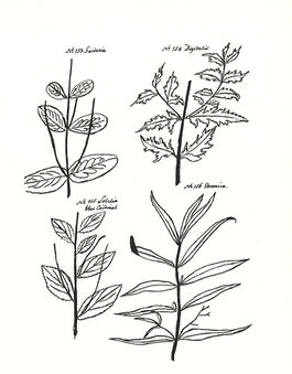 Jane Colden - History of Early American Landscape Design