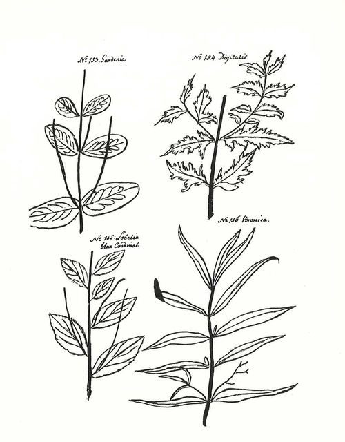 Jane Colden - History of Early American Landscape Design