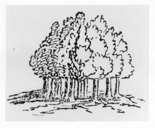 Clump - History of Early American Landscape Design