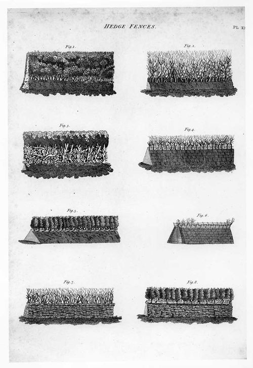Hedge - History of Early American Landscape Design