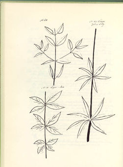 Jane Colden - History of Early American Landscape Design