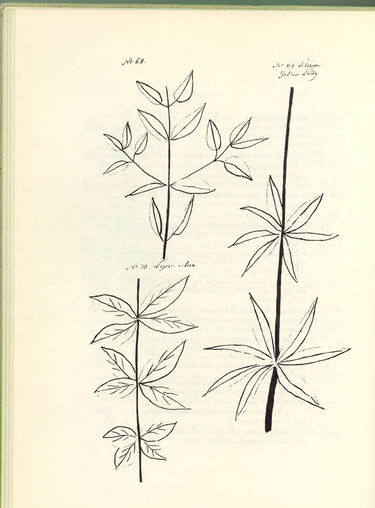 Jane Colden - History of Early American Landscape Design