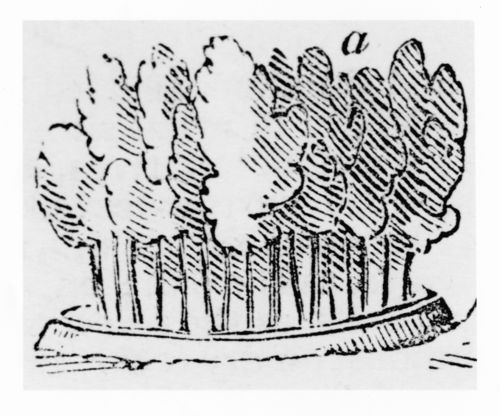 Clump - History of Early American Landscape Design