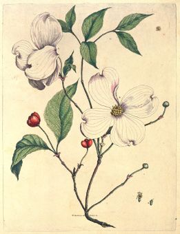 William Bartram - History of Early American Landscape Design