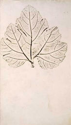 Jane Colden - History of Early American Landscape Design