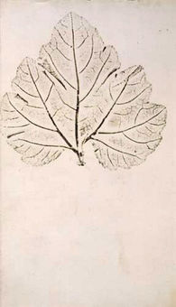 Jane Colden - History of Early American Landscape Design