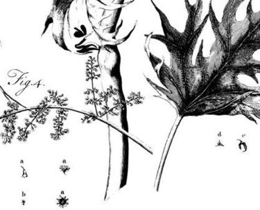 Samuel Bard - History of Early American Landscape Design